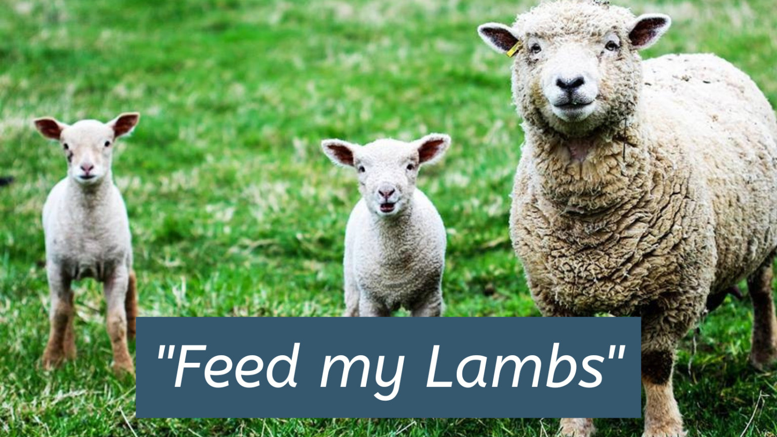 Feed my Lambs - Preachers Corner