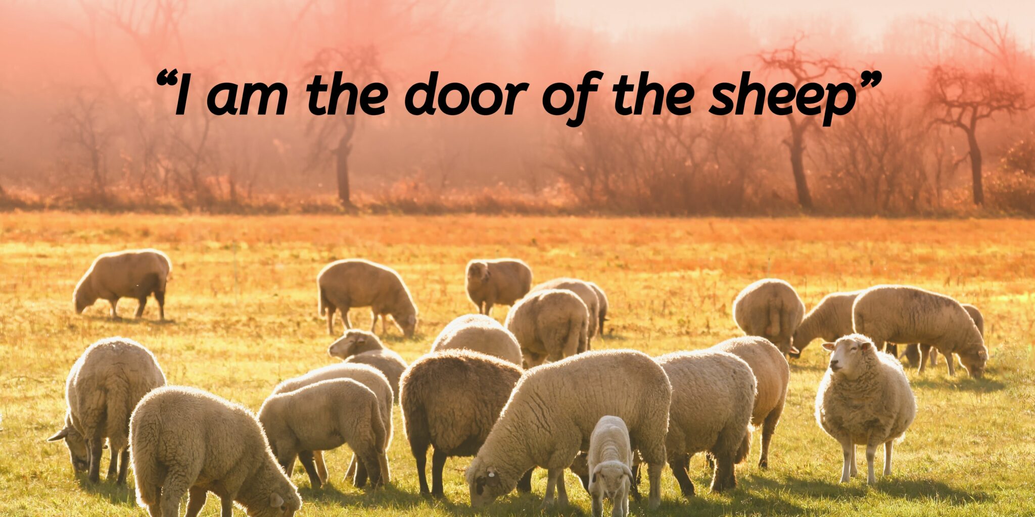 "I am the door of the sheep" - Preachers Corner